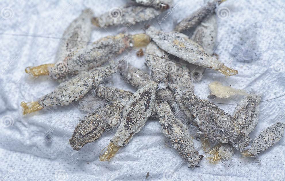 Close Shot of the Bundle of Plaster Bagworm Nestle. Stock Image - Image ...