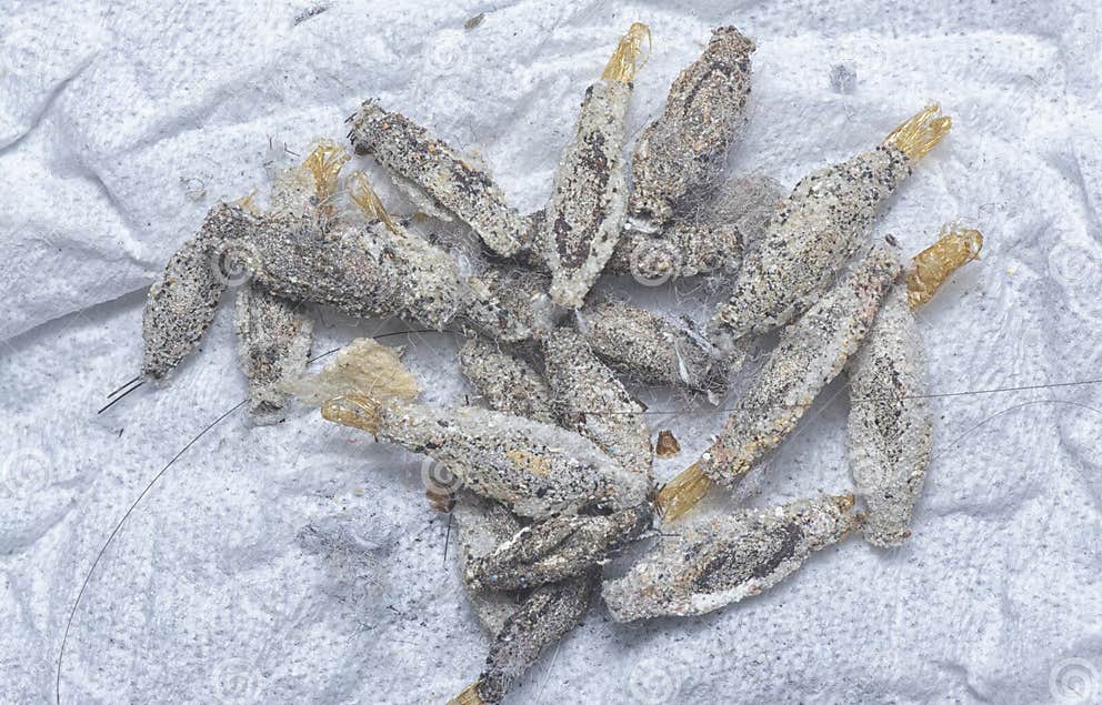 Close Shot of the Bundle of Plaster Bagworm Nestle. Stock Image - Image ...