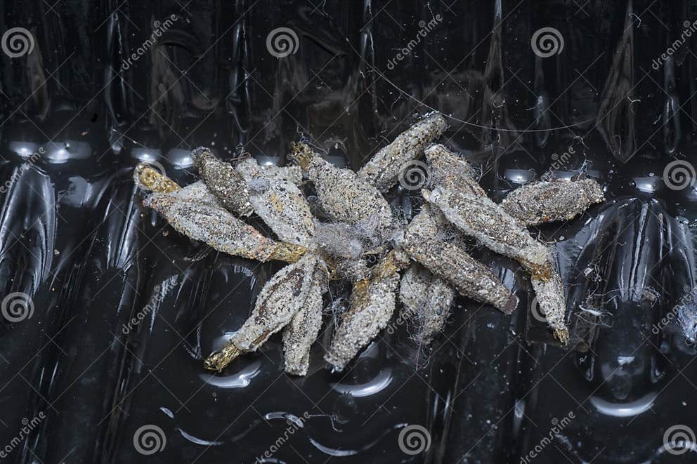 Close Shot of the Bundle of Plaster Bagworm Nestle. Stock Image - Image ...