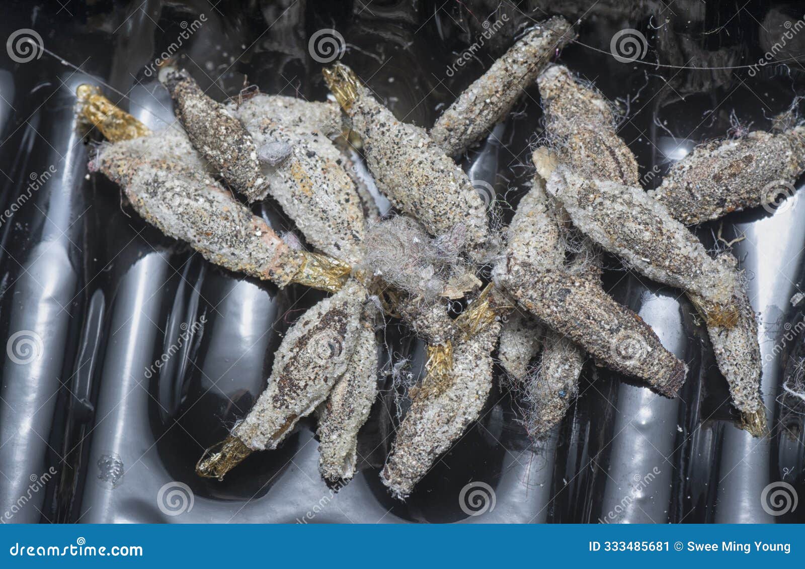 Close Shot of the Bundle of Plaster Bagworm Nestle. Stock Image - Image ...