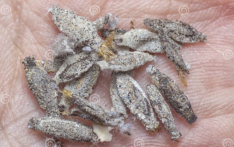 Close Shot of the Bundle of Plaster Bagworm Nestle. Stock Photo - Image ...