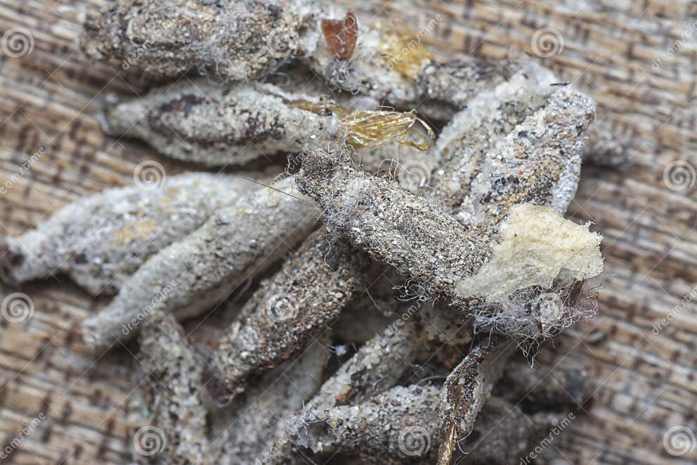 Close Shot of the Bundle of Plaster Bagworm Nestle. Stock Photo - Image ...