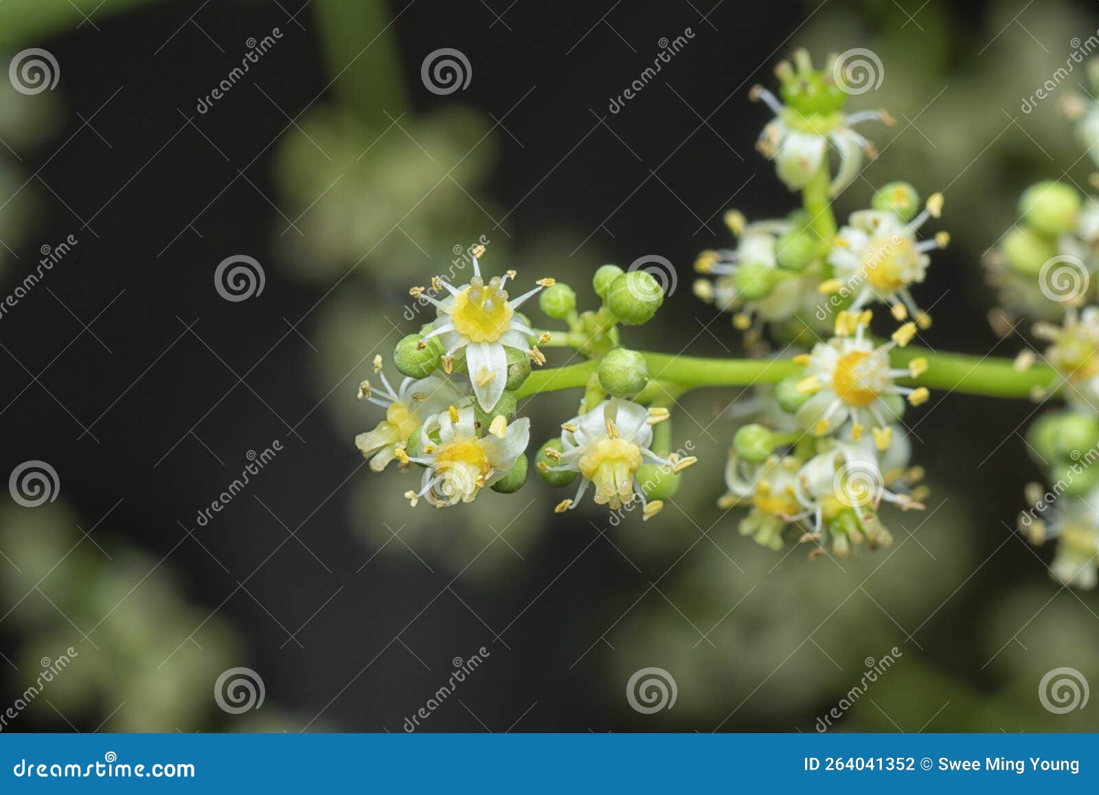 Close Shot of the Cluster Fly Resting on the Ambarella Flower Stem ...