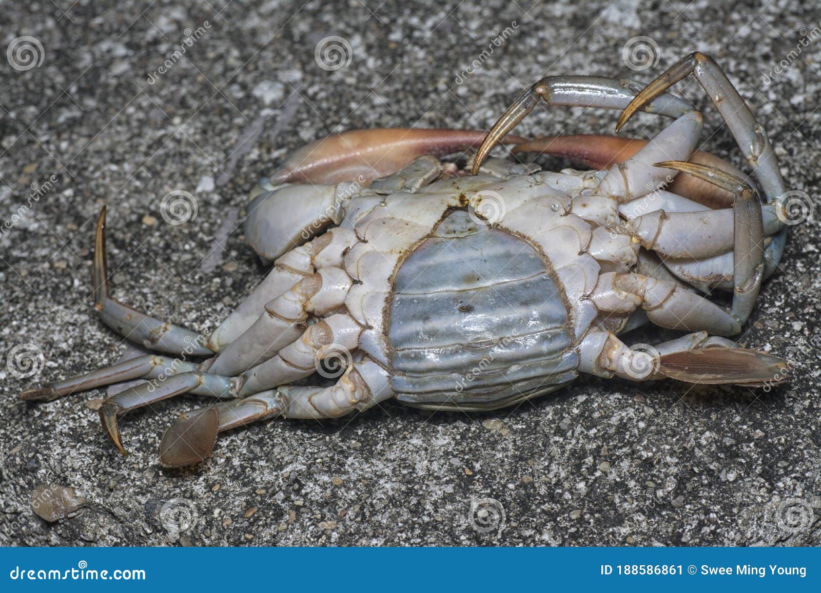 Close Shot of the Common Brown Rock Crab Stock Image - Image of food ...