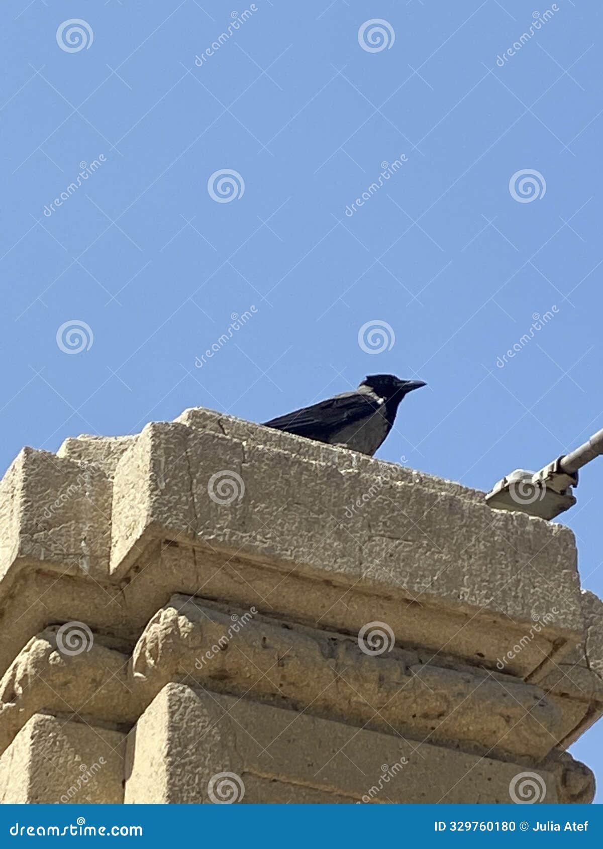 A Close Shot of a Crow Standing on a Column Stock Photo - Image of beak ...