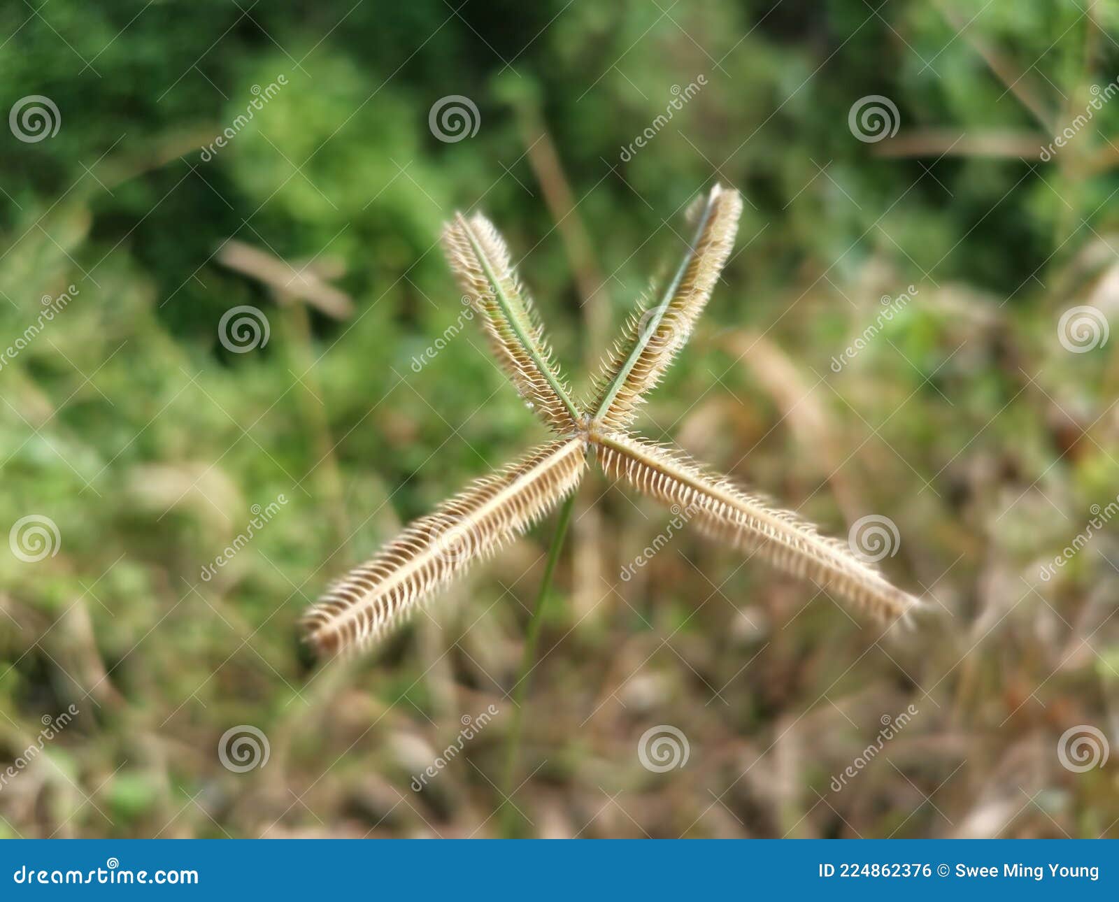 Close Shot of the Dactyloctenium Aegyptium Grass Stock Photo - Image of ...