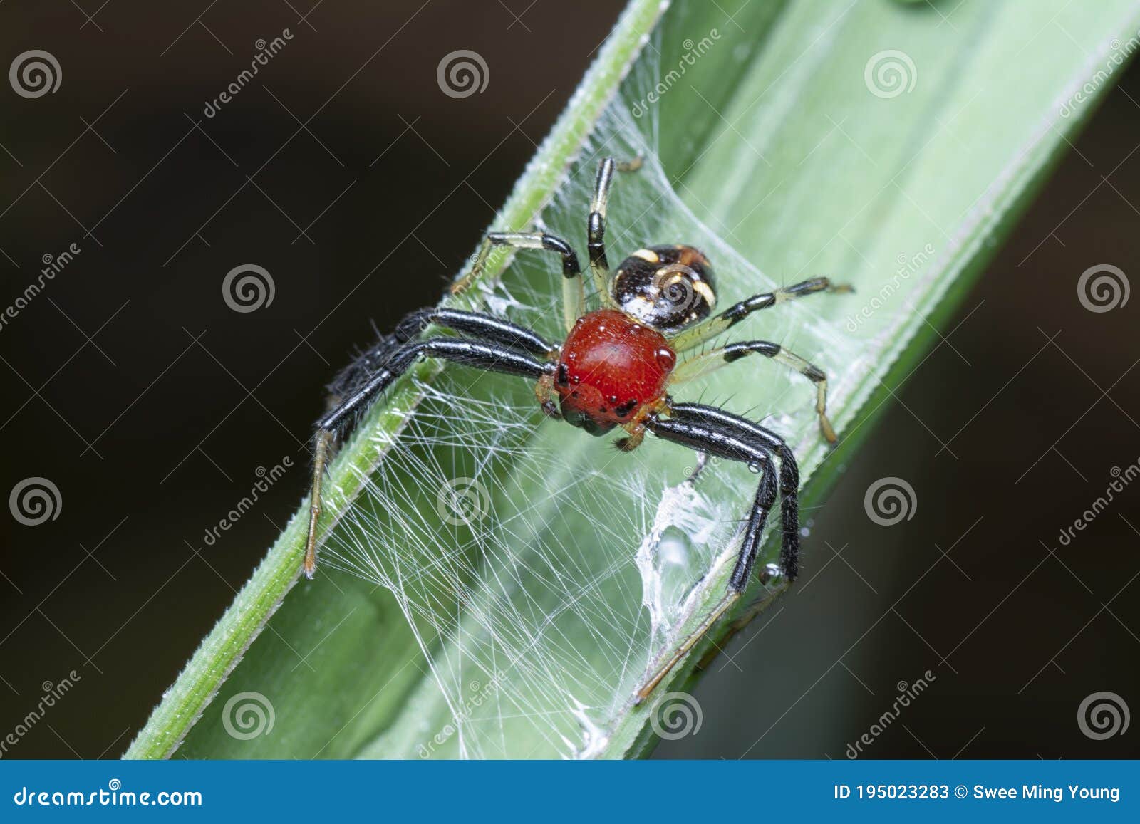 The Abdomen Of Spider Royalty-Free Stock Photo | CartoonDealer.com ...