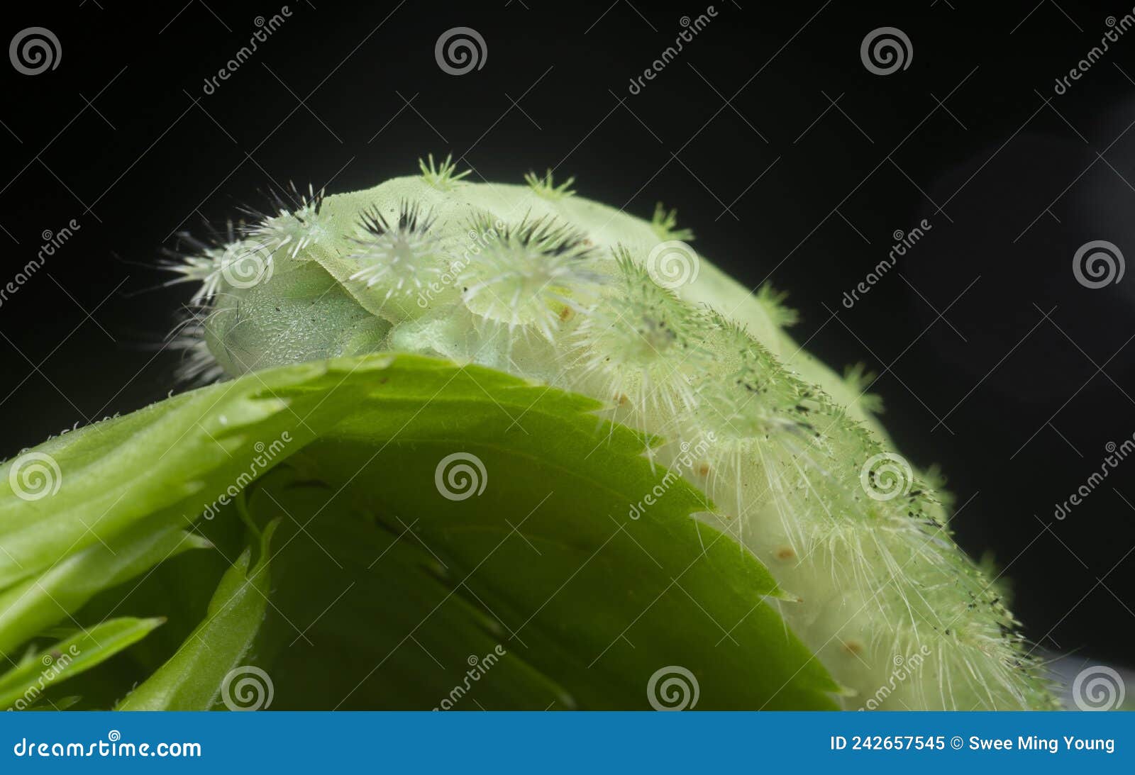 Close Shot of the Green-crowned Slug Moth Caterpillar Stock Image ...