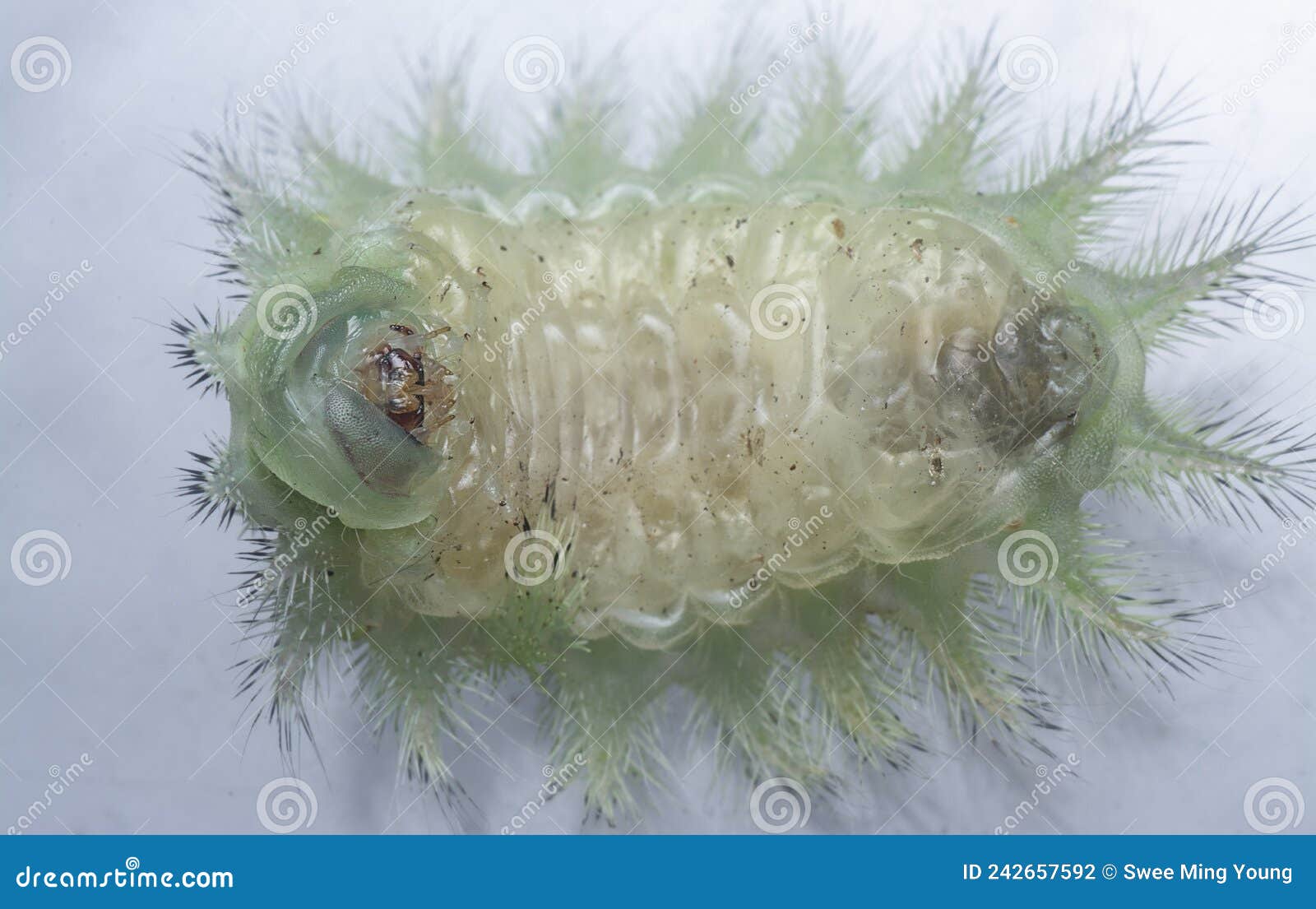 Close Shot of the Green-crowned Slug Moth Caterpillar Stock Photo ...