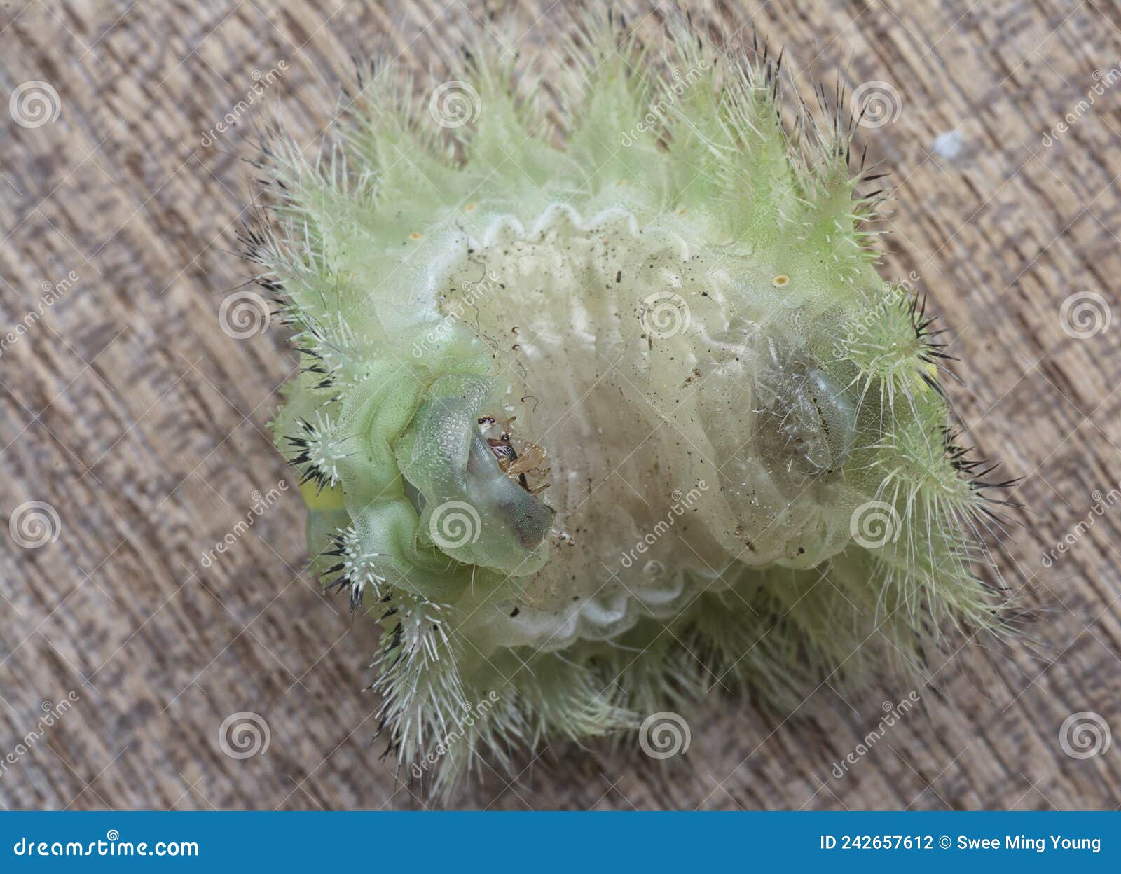 Close Shot of the Green-crowned Slug Moth Caterpillar Stock Photo ...