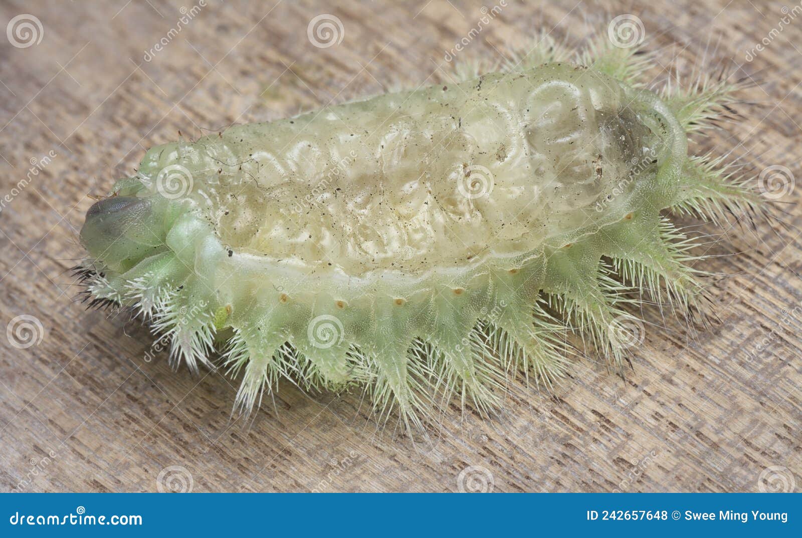 Close Shot of the Green-crowned Slug Moth Caterpillar Stock Photo ...