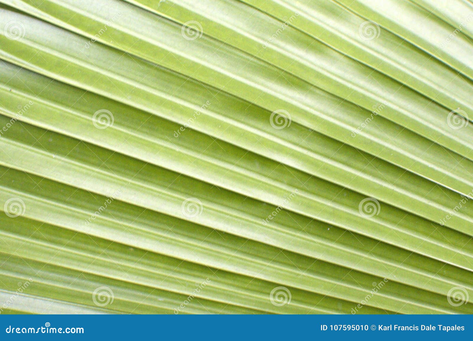 Anahaw Leaves Background Stock Photos - Free & Royalty-Free Stock ...