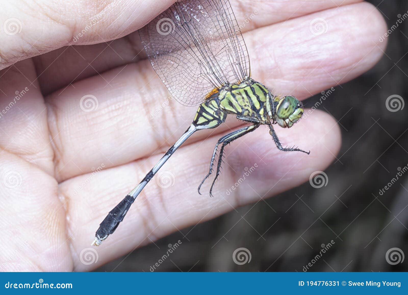 Close Shot of the Green Marsh Hawk Dragonfly Stock Image - Image of ...