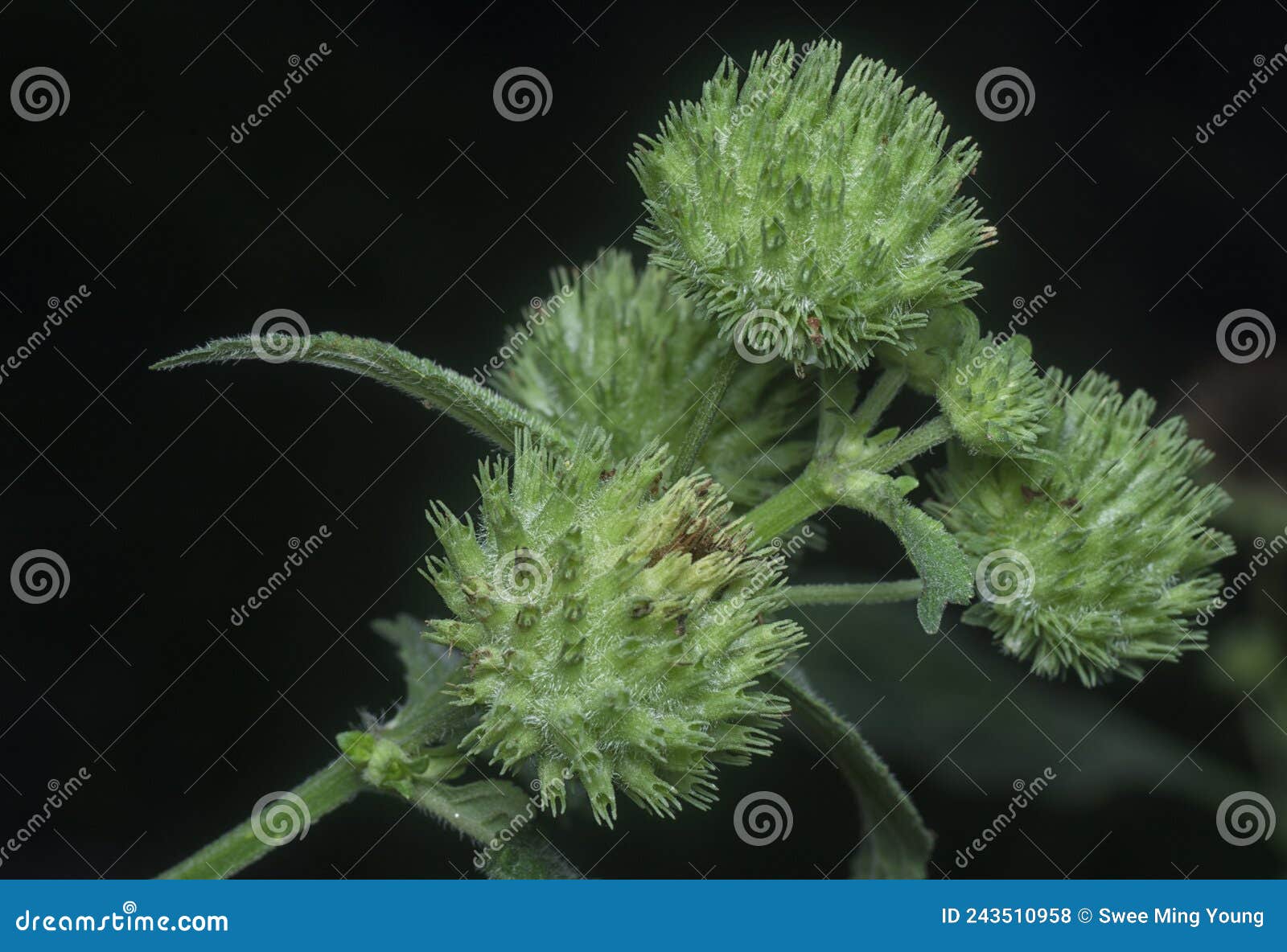 Close Shot of the Hyptis Capitata Weed. Stock Photo - Image of false ...