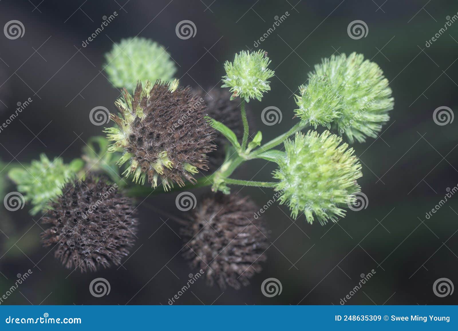 Close Shot of the Hyptis Capitata Weed. Stock Image - Image of ironwort ...