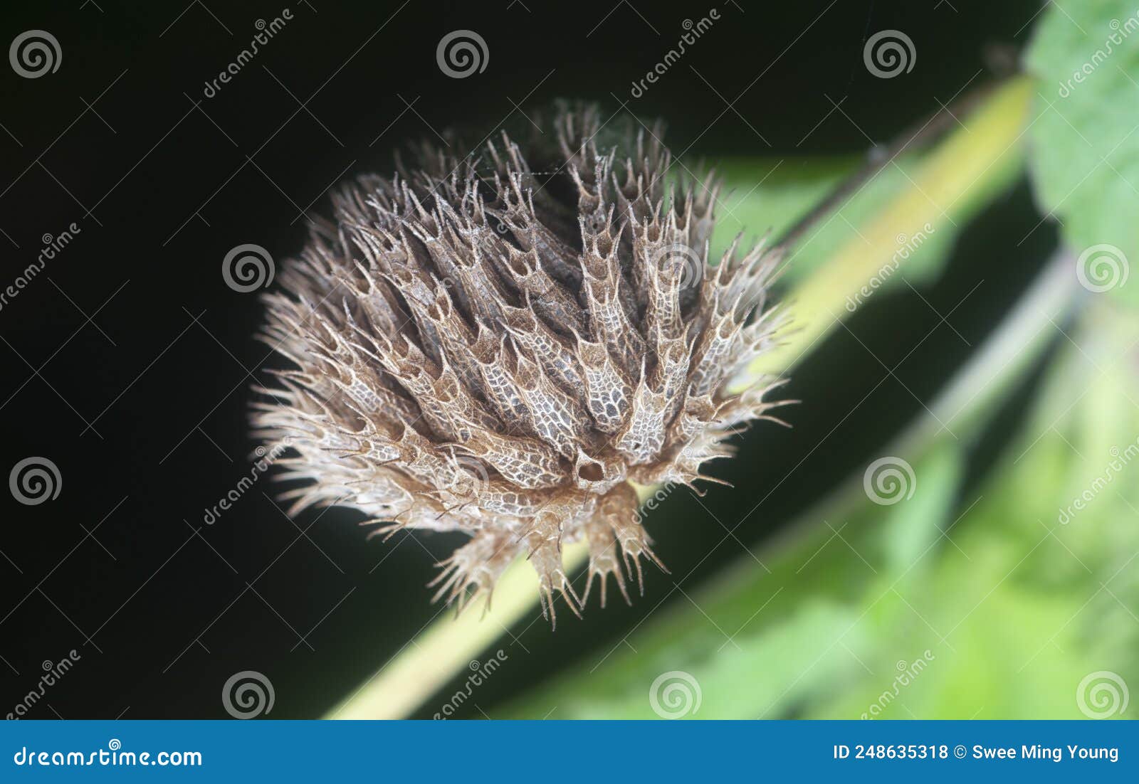 Close Shot of the Hyptis Capitata Weed. Stock Photo - Image of ecology ...