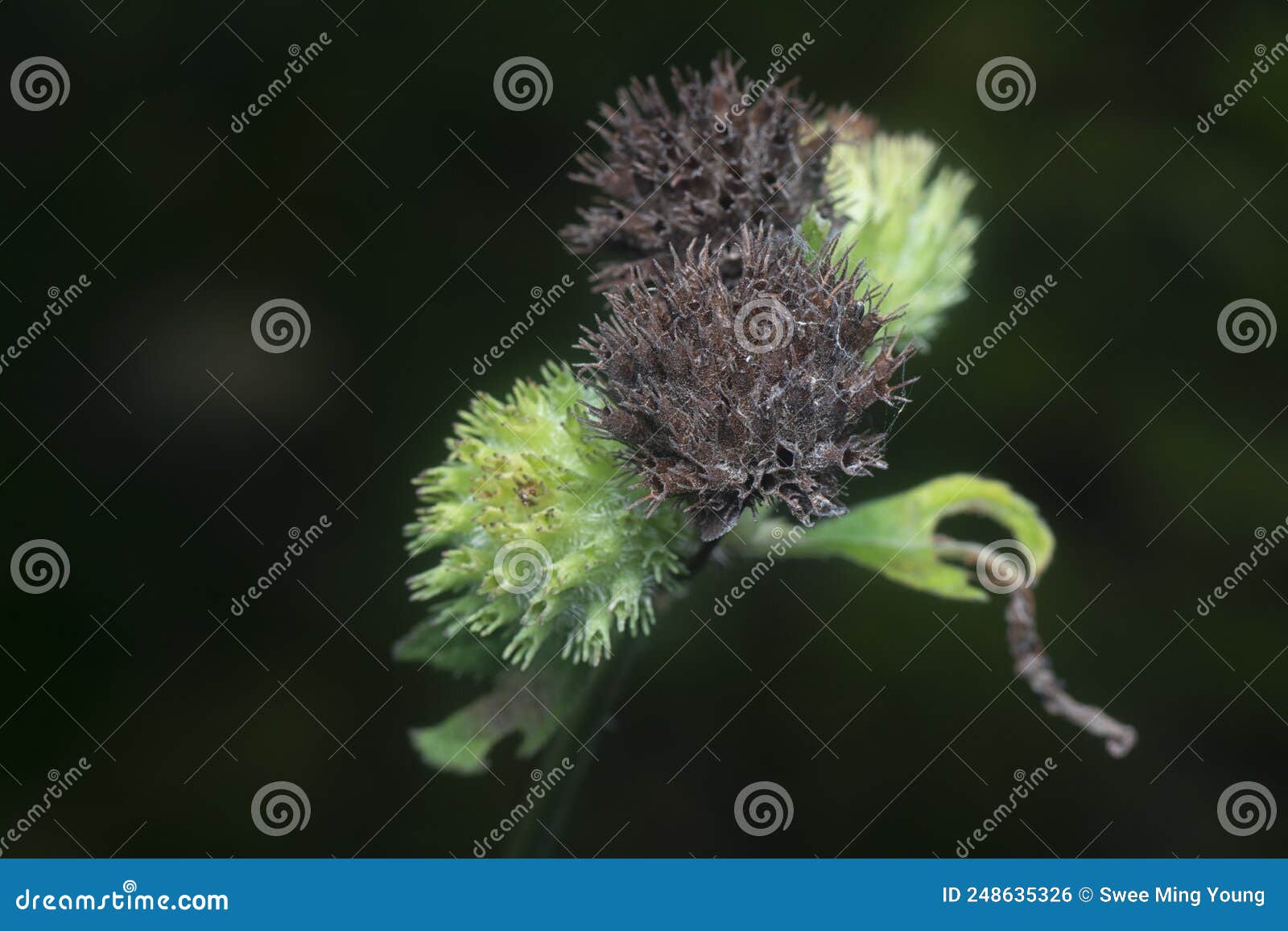 Close Shot of the Hyptis Capitata Weed. Stock Photo - Image of crush ...