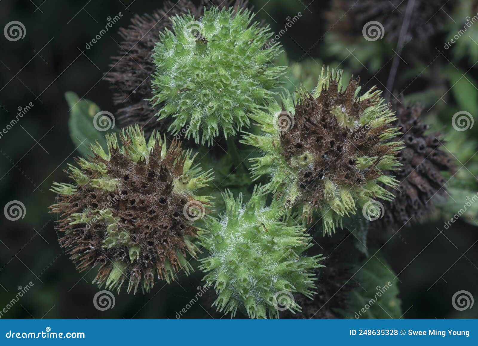 Close Shot of the Hyptis Capitata Weed. Stock Photo - Image of invasive ...