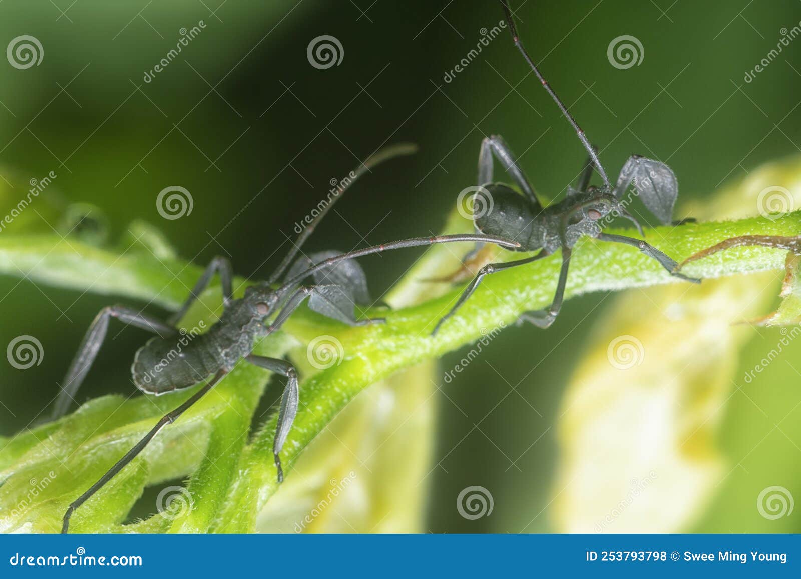Close Shot of the Black Leaf Footed Nymphs Stock Photo - Image of ...