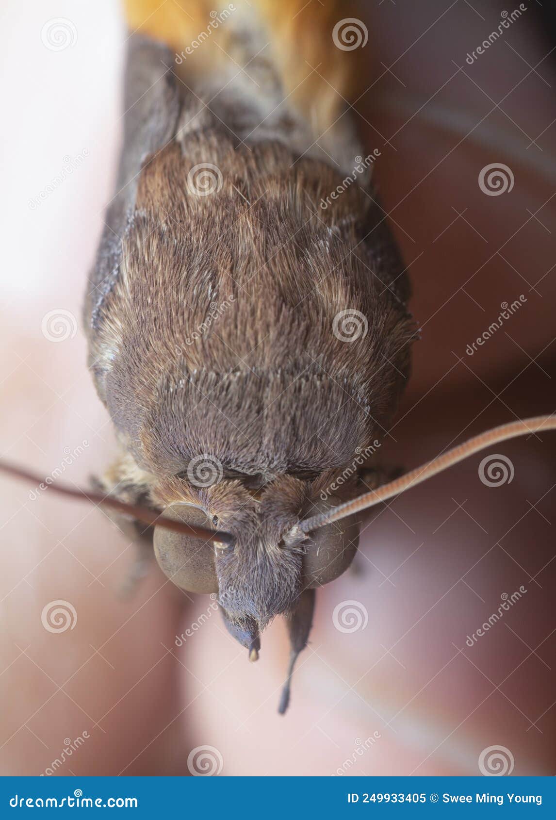 Close Shot of the Brown Fruit-Piercing Moth Stock Image - Image of ...
