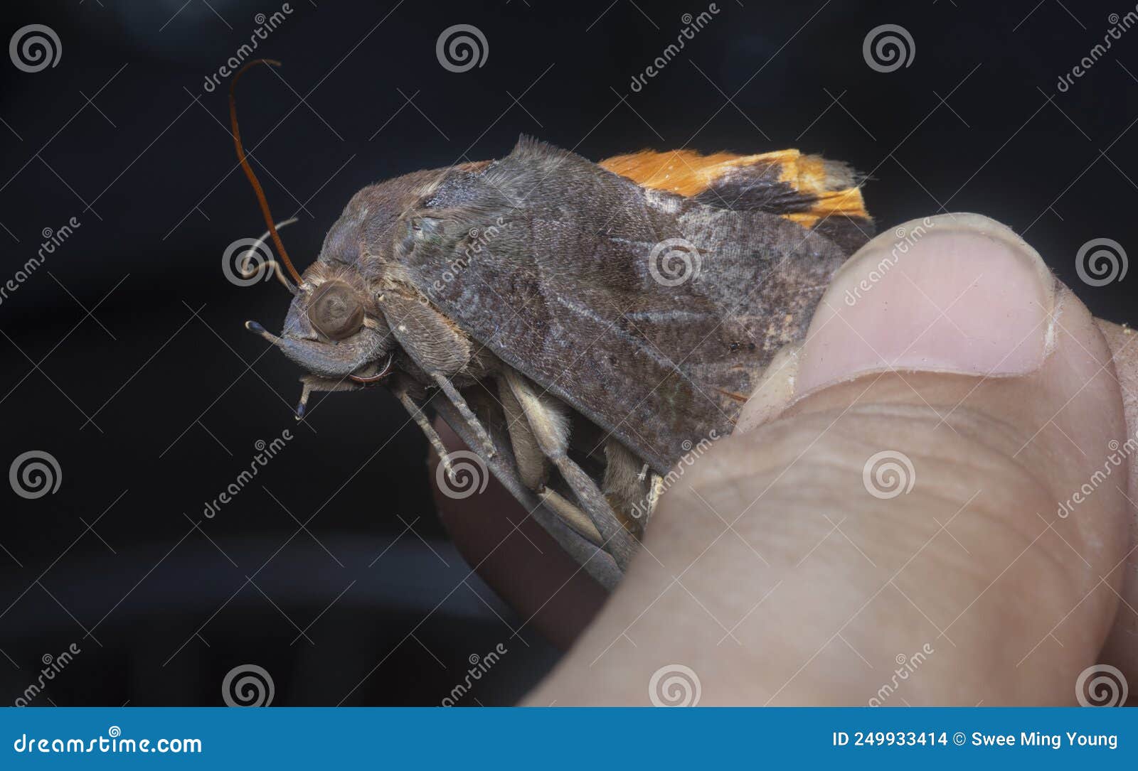Close Shot of the Brown Fruit-Piercing Moth Stock Photo - Image of ...