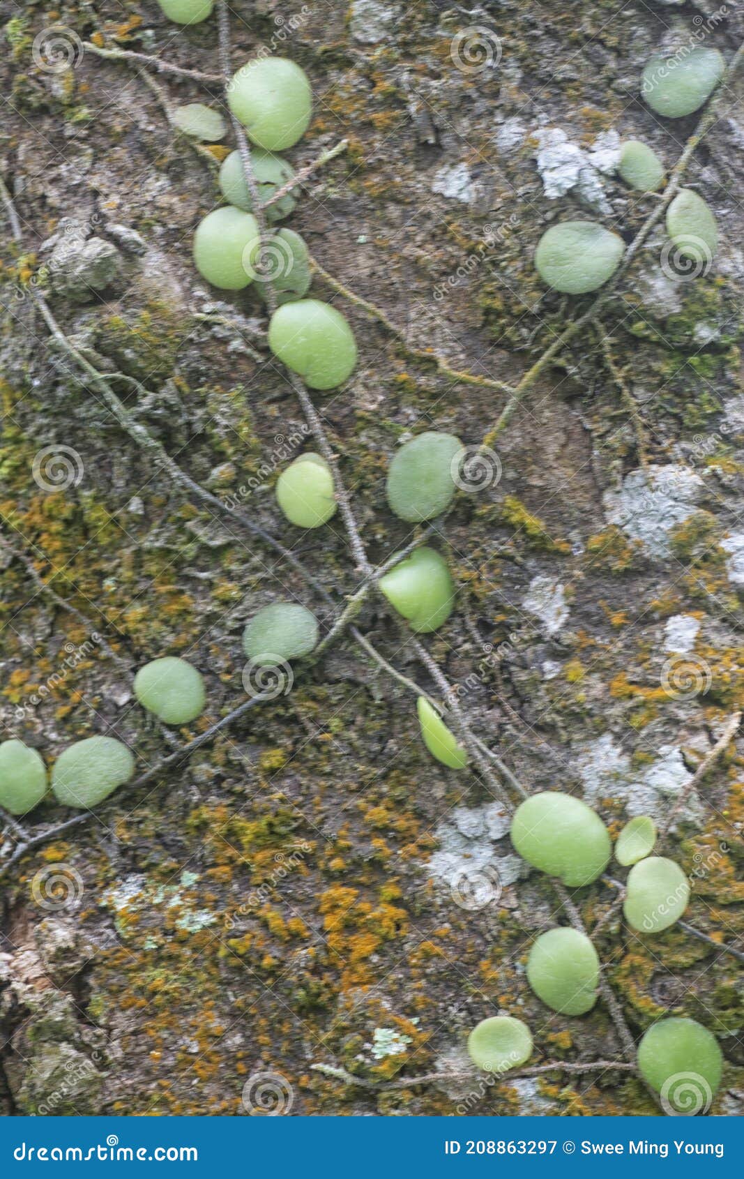 Close Shot of the Dragon S Scale Fern Stock Image - Image of branch ...