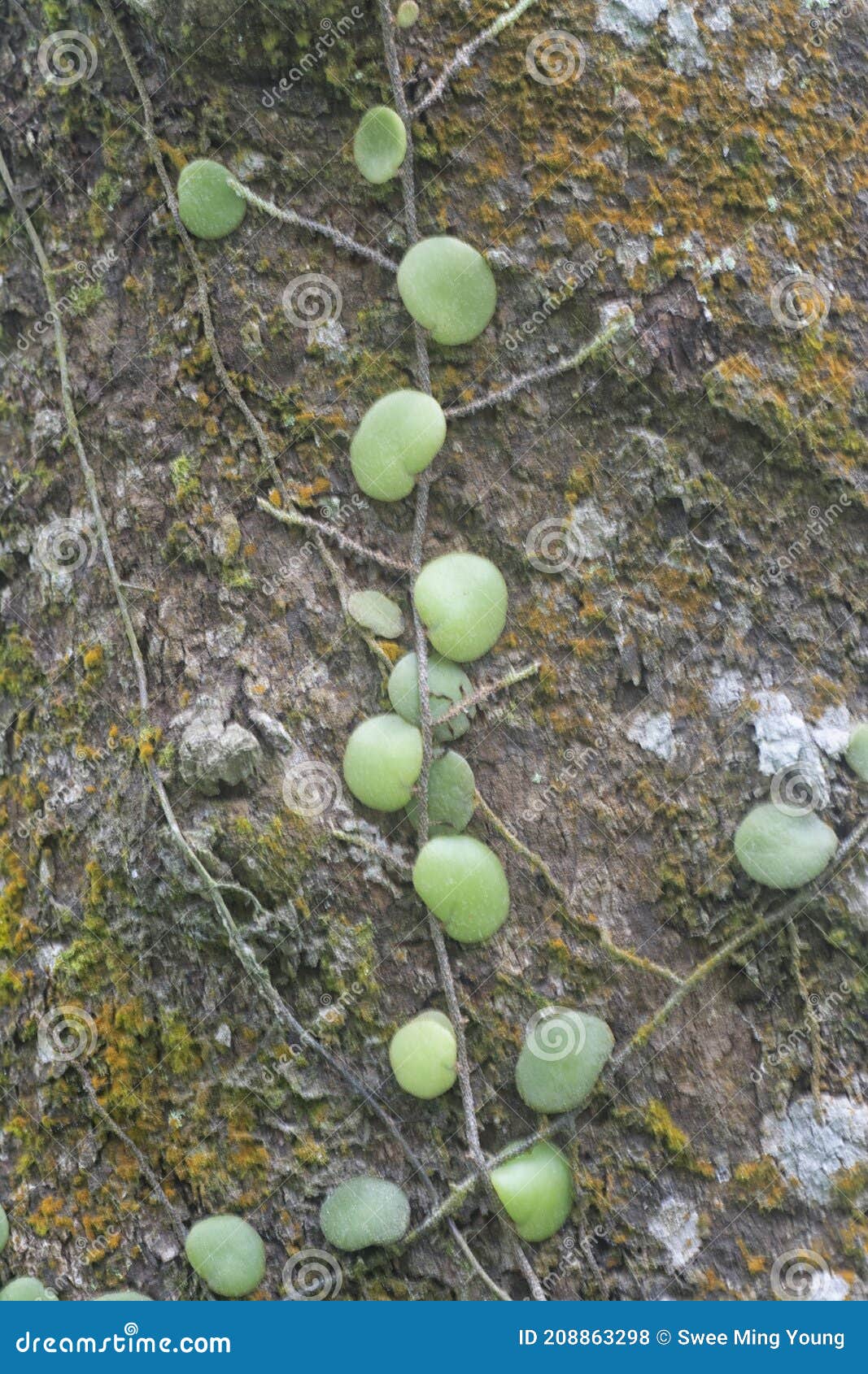 Close Shot of the Dragon S Scale Fern Stock Photo - Image of botany ...