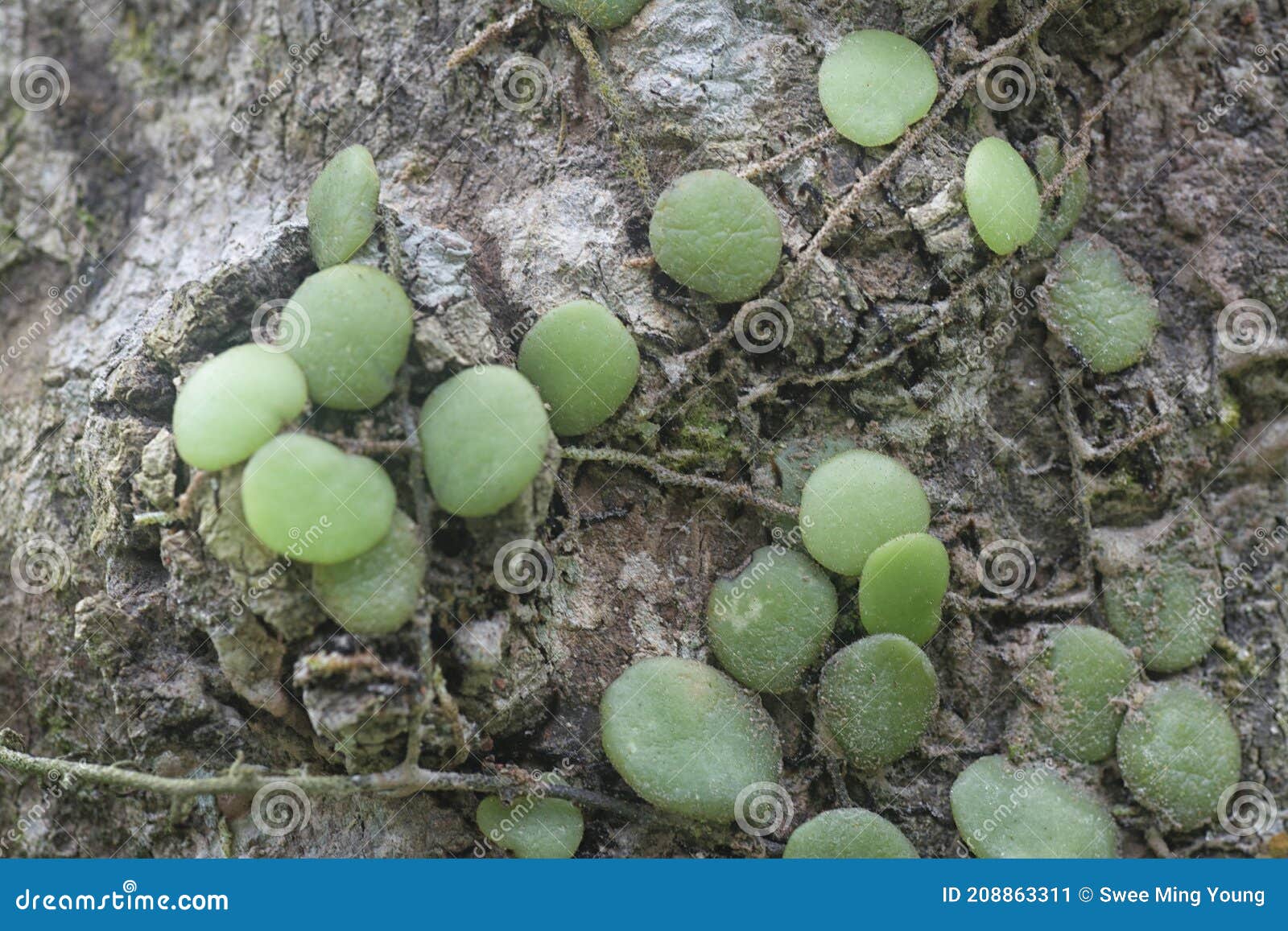 Close Shot of the Dragon S Scale Fern Stock Image - Image of branch ...