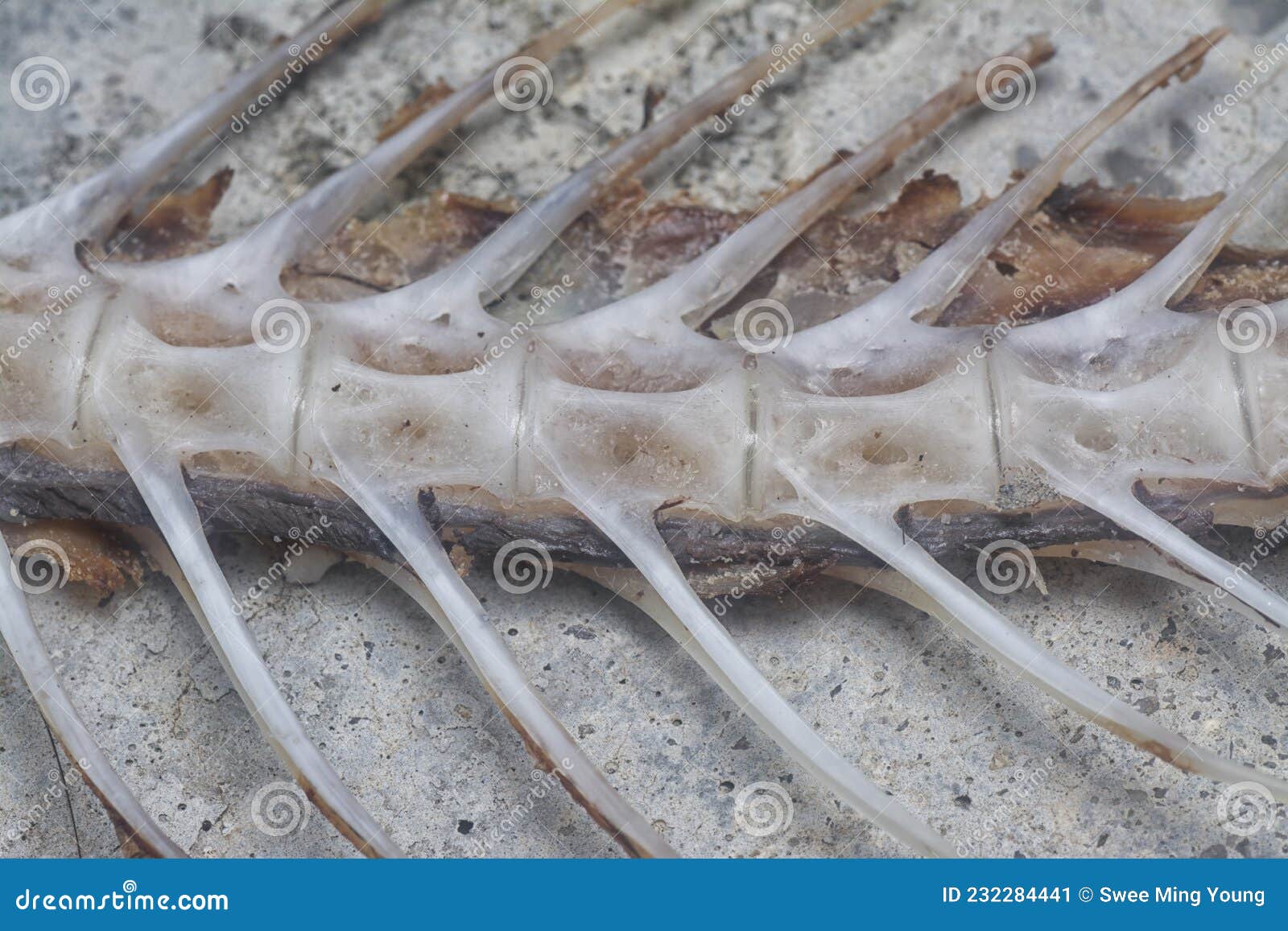 Close Shot of the Dried Fish Bones Stock Image - Image of element ...
