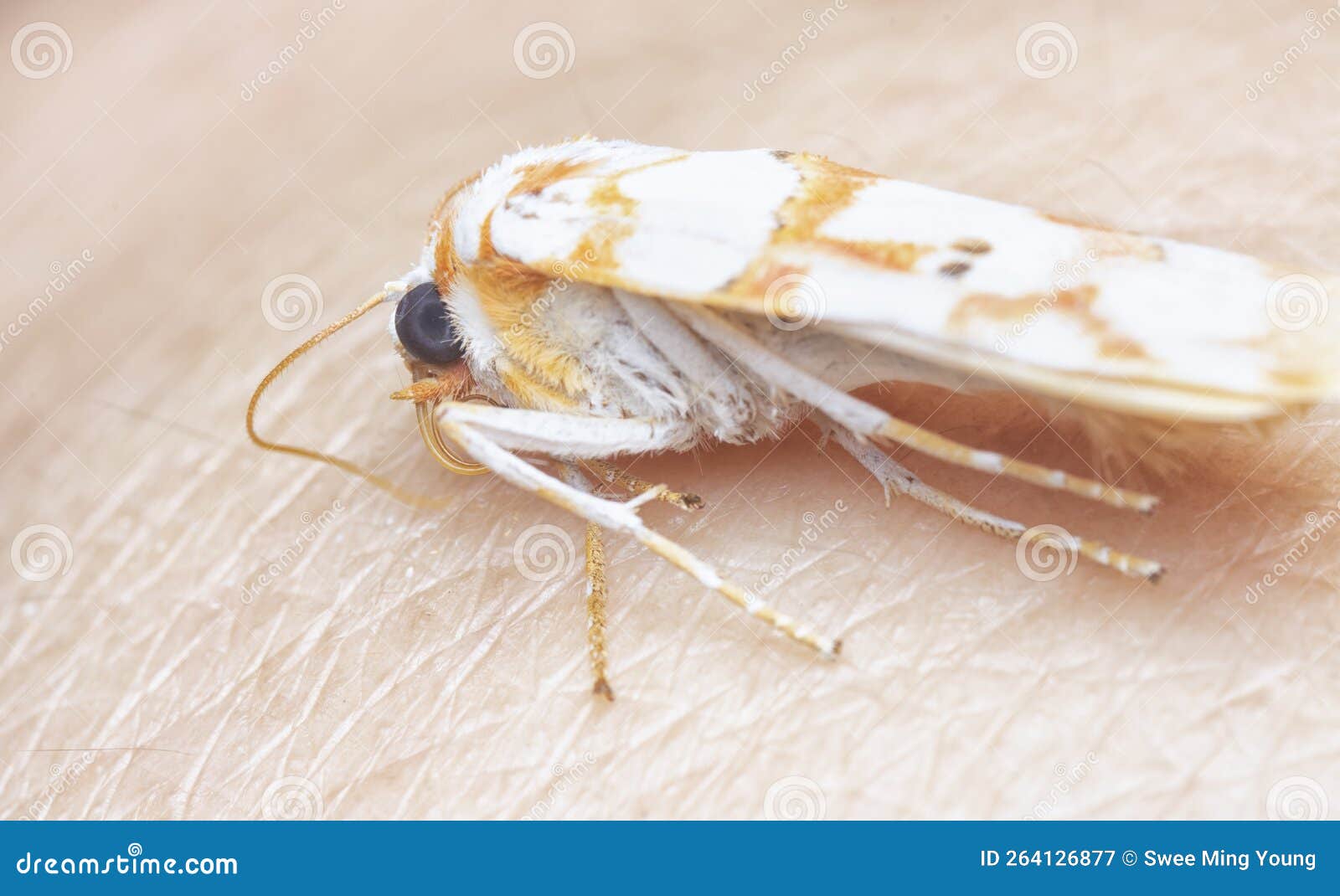 Close Shot of the Genus Cyana Moth Stock Image - Image of cyana, moth ...