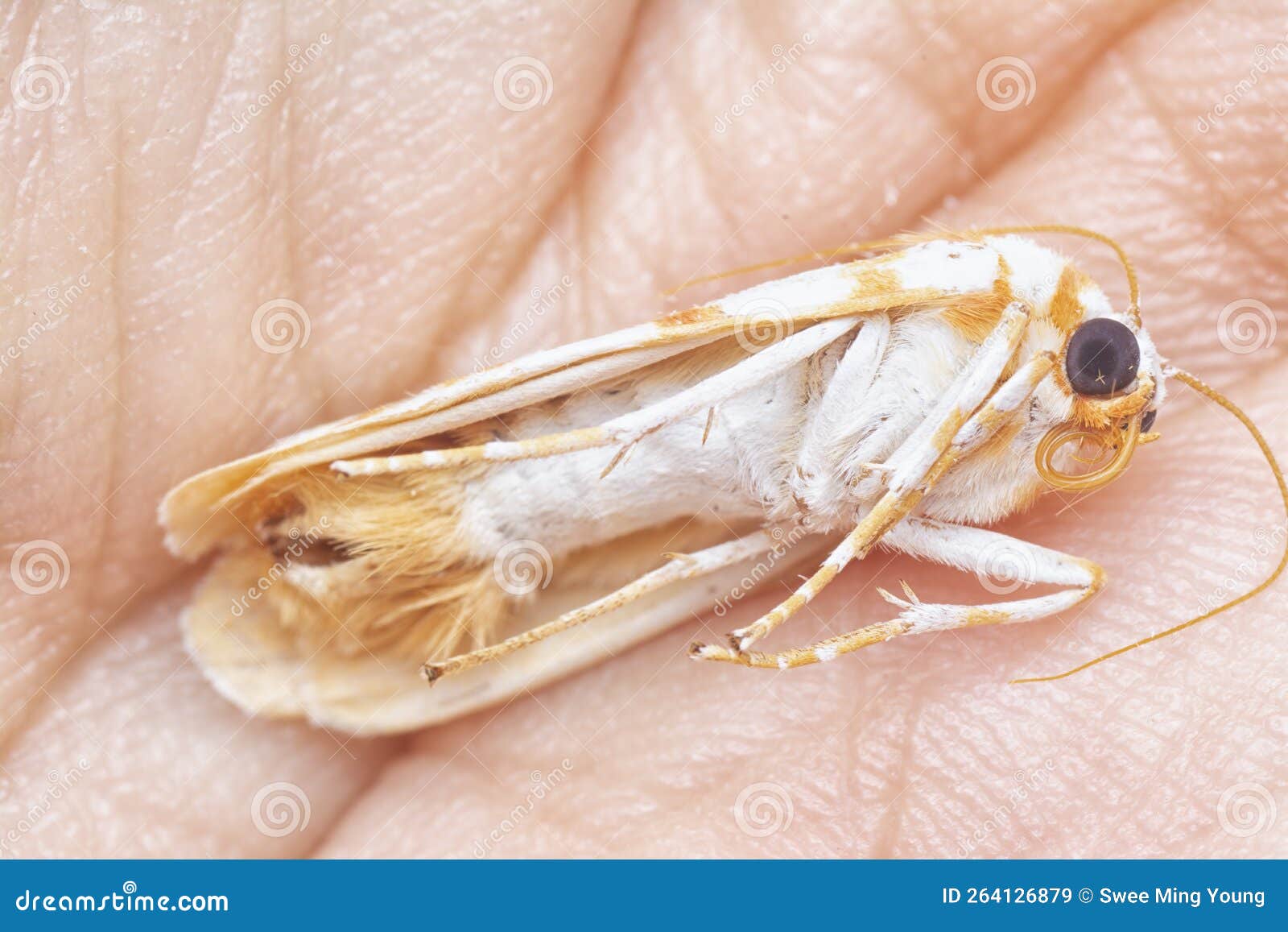 Close Shot of the Genus Cyana Moth Stock Image - Image of macro ...