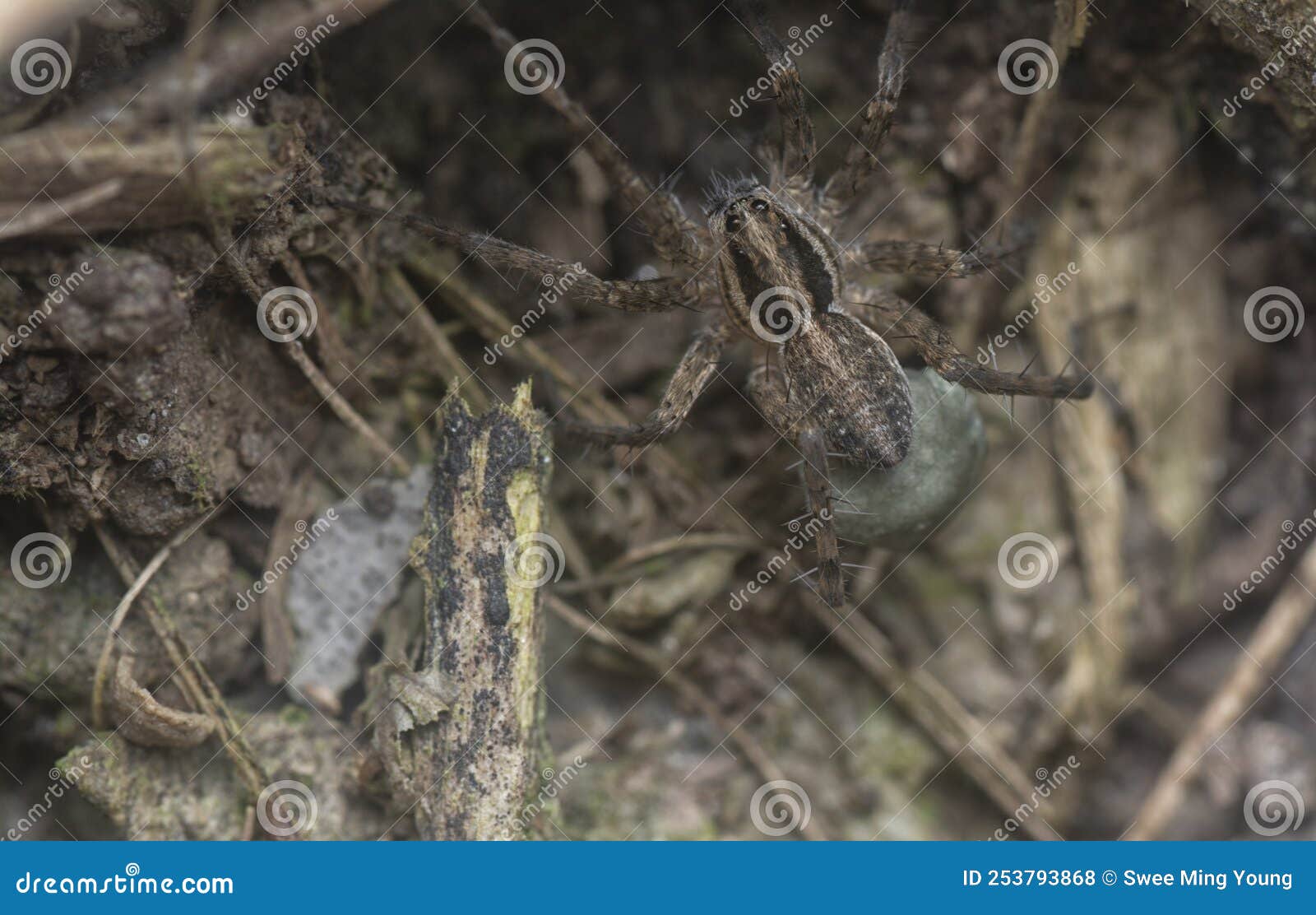Close Shot of the Ground Spider Stock Photo - Image of arachnida ...