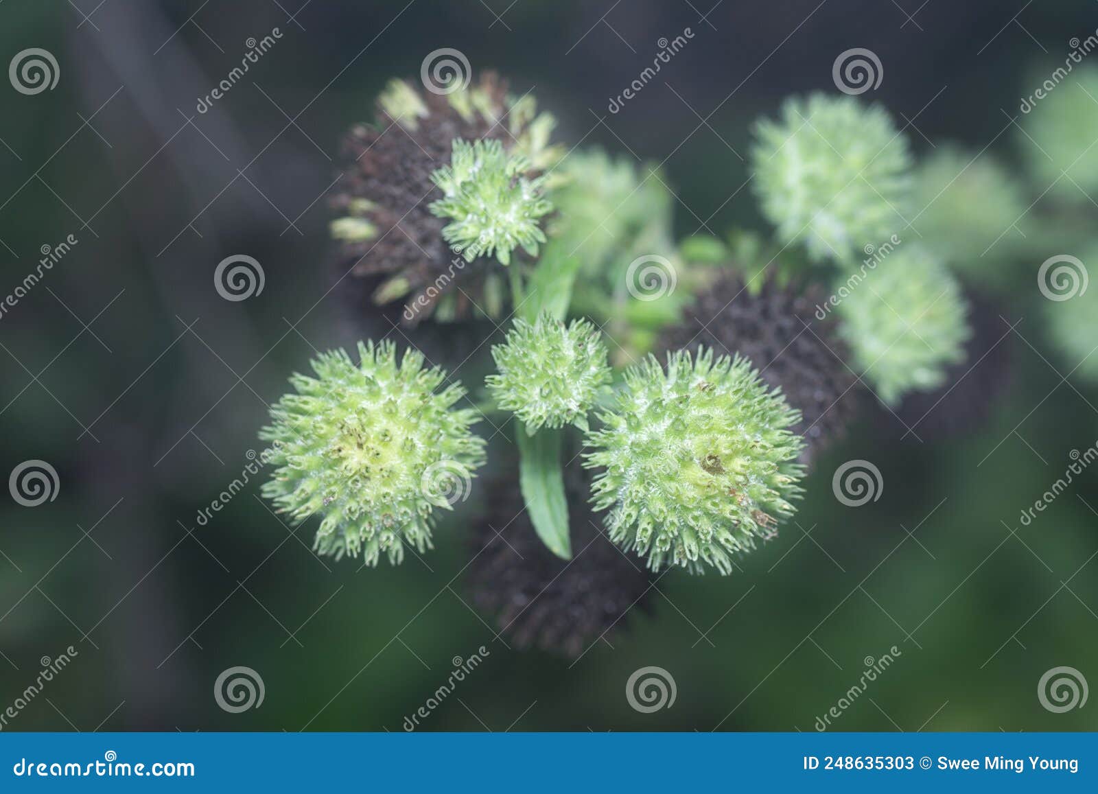 Close Shot of the Hyptis Capitata Weed. Stock Image - Image of false ...
