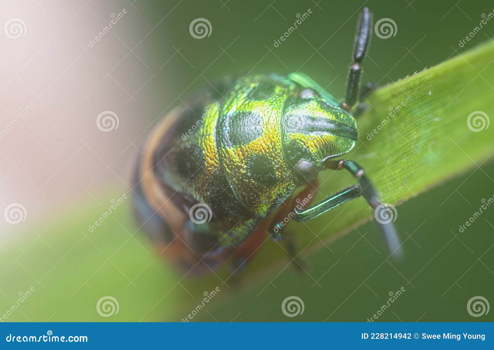 Close Shot of the Lychee Shield Bug Stock Photo - Image of insecta ...