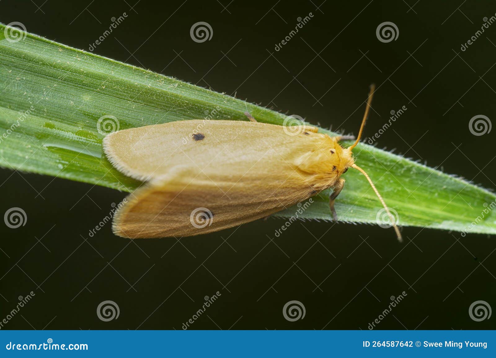 Close Shot of the Rice Yellow Stem Borer Moth Stock Photo - Image of ...