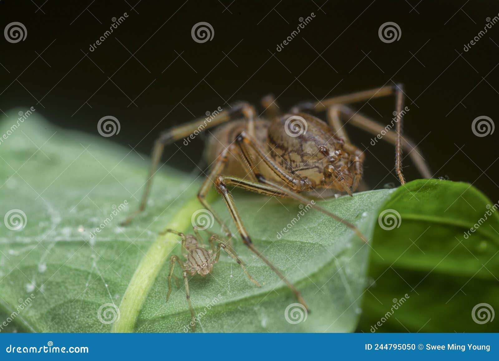 Close Shot of the Spitting Spider Stock Photo - Image of outdoor, brown ...