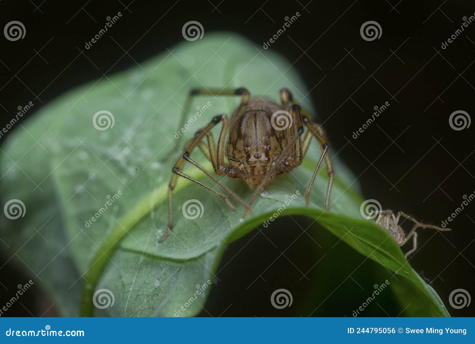 Close Shot of the Spitting Spider Stock Photo - Image of araneomorphae ...
