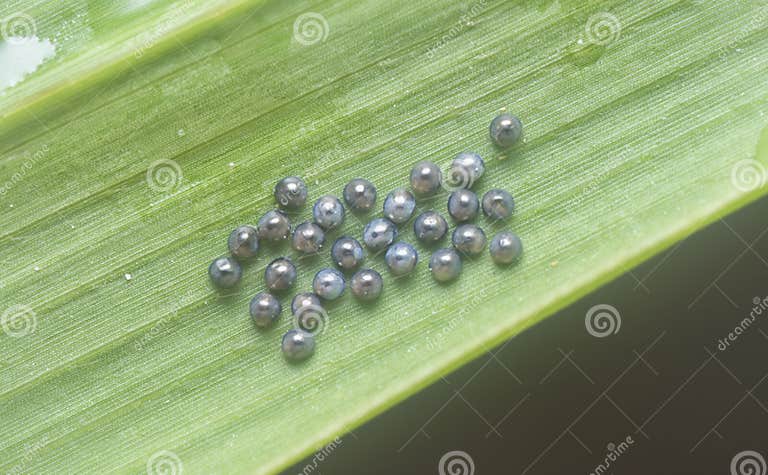 Close Shot of the Tiny Stink Bug Eggs. Stock Image - Image of nature ...