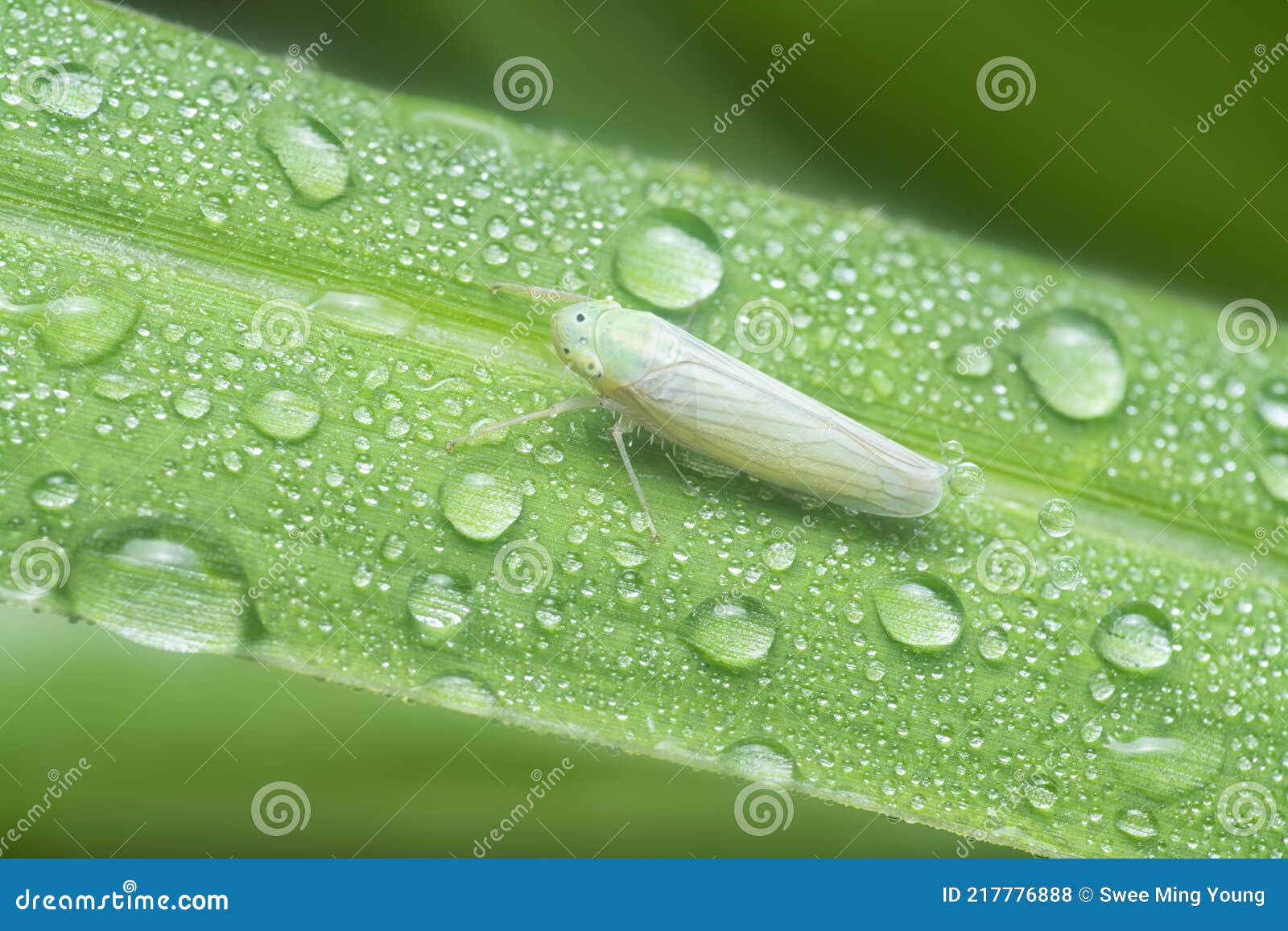 Close Shot of the Tiny White Leafhopper Stock Photo - Image of insect ...