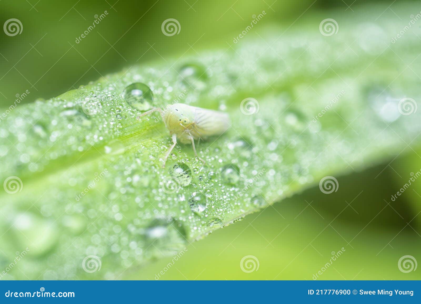 Close Shot of the Tiny White Leafhopper Stock Photo - Image of ...