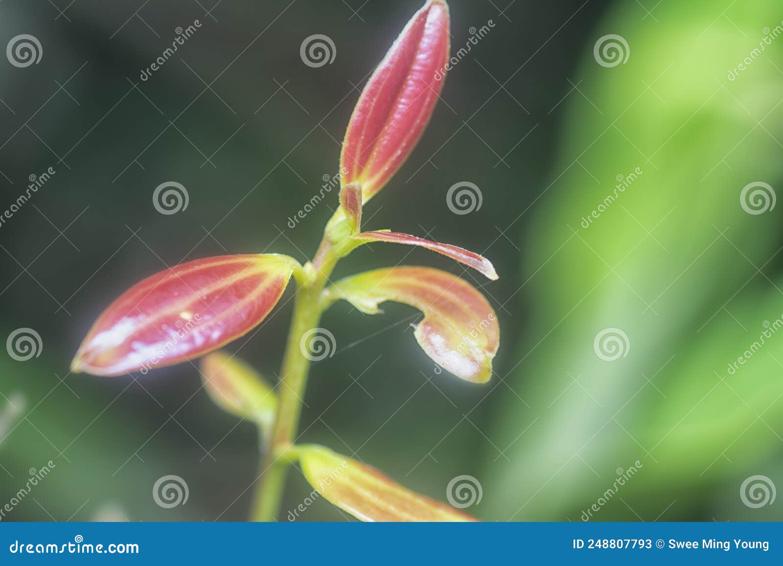 Close Shot of the Wild Cinnamomum Iners Shoots. Stock Image - Image of ...