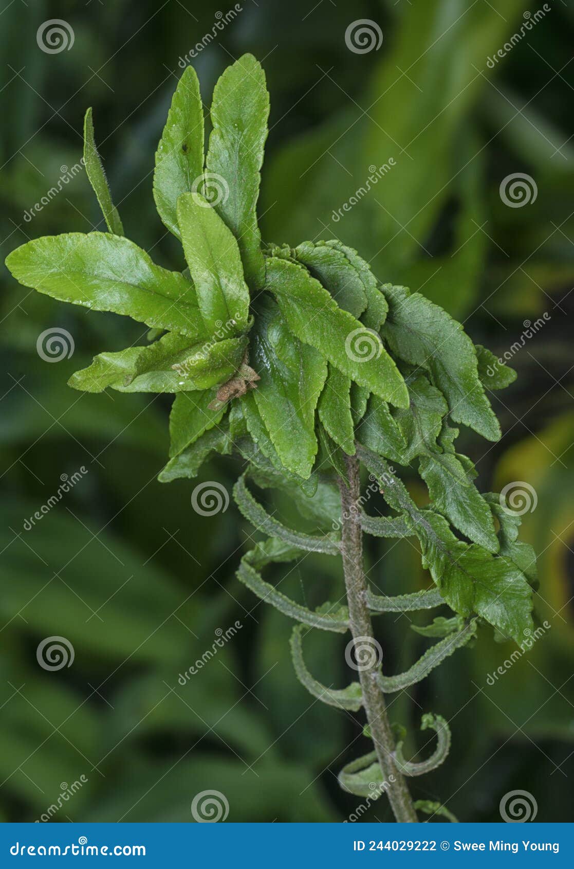 Close Shot of the Infected Coiled Fern Frond Leaf. Stock Photo - Image ...