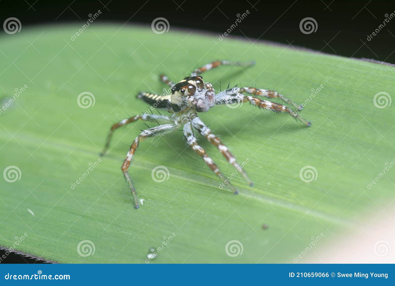 Close Shot of the Jolly Telamonia Spider Stock Photo - Image of animal ...