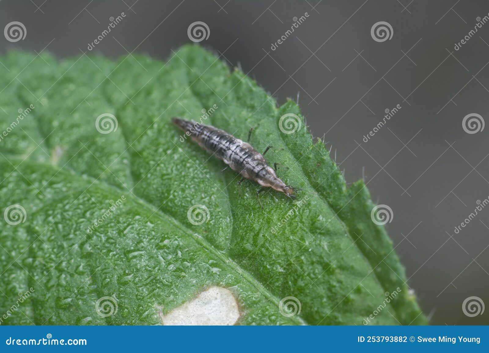 Close Shot of the Lacewing Larva Stock Photo - Image of triangularis ...