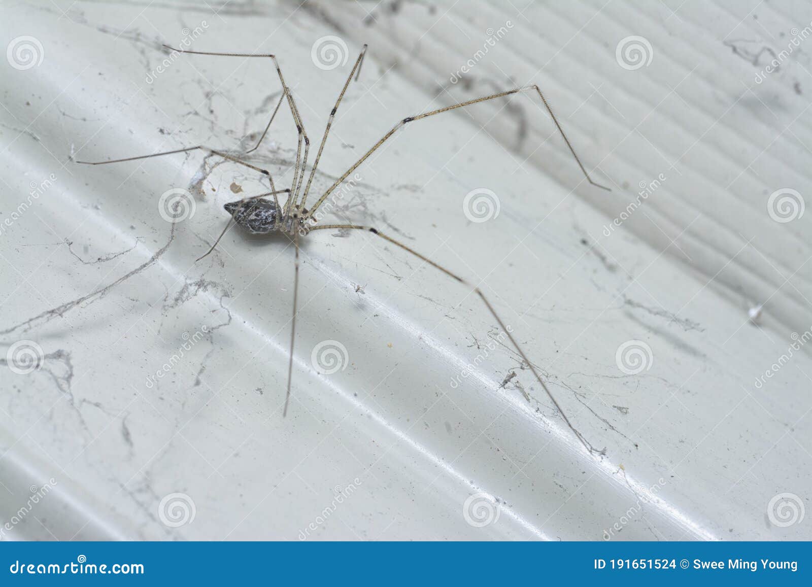 Close Shot of Long-bodied Cellar Spider Stock Photo - Image of ...