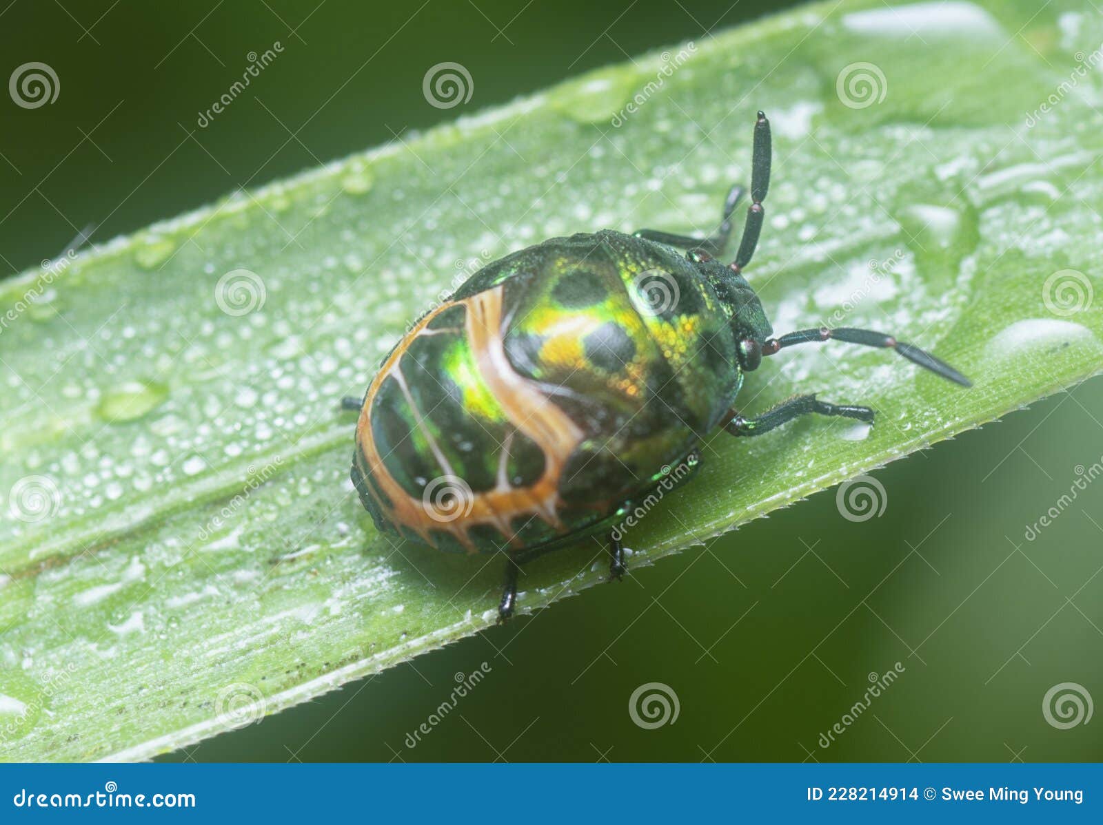 Close Shot of the Lychee Shield Bug Stock Photo - Image of leaf ...