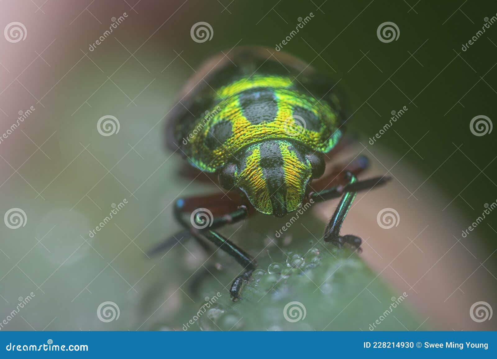 Close Shot of the Lychee Shield Bug Stock Photo - Image of closeup ...
