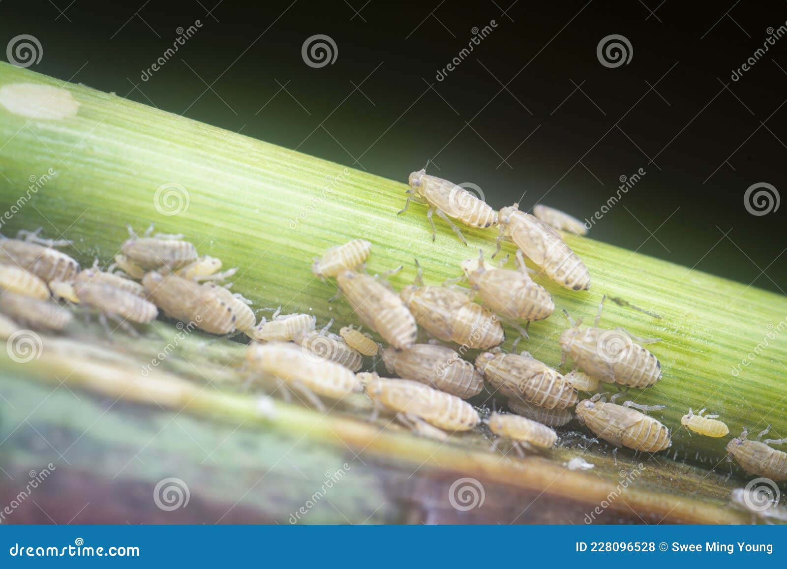Close Shot of the Mealy Cabbage Aphid Stock Photo - Image of closeup ...