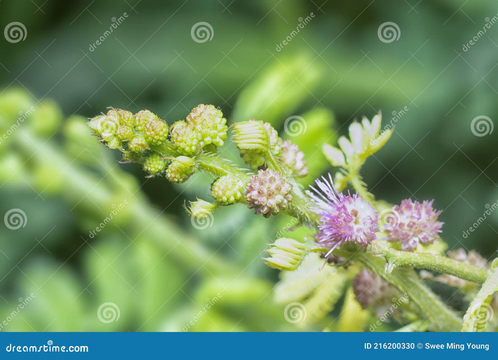 Close Shot of Mimosa Invisa Giant Sensitive Plant Giant Stock Photo ...