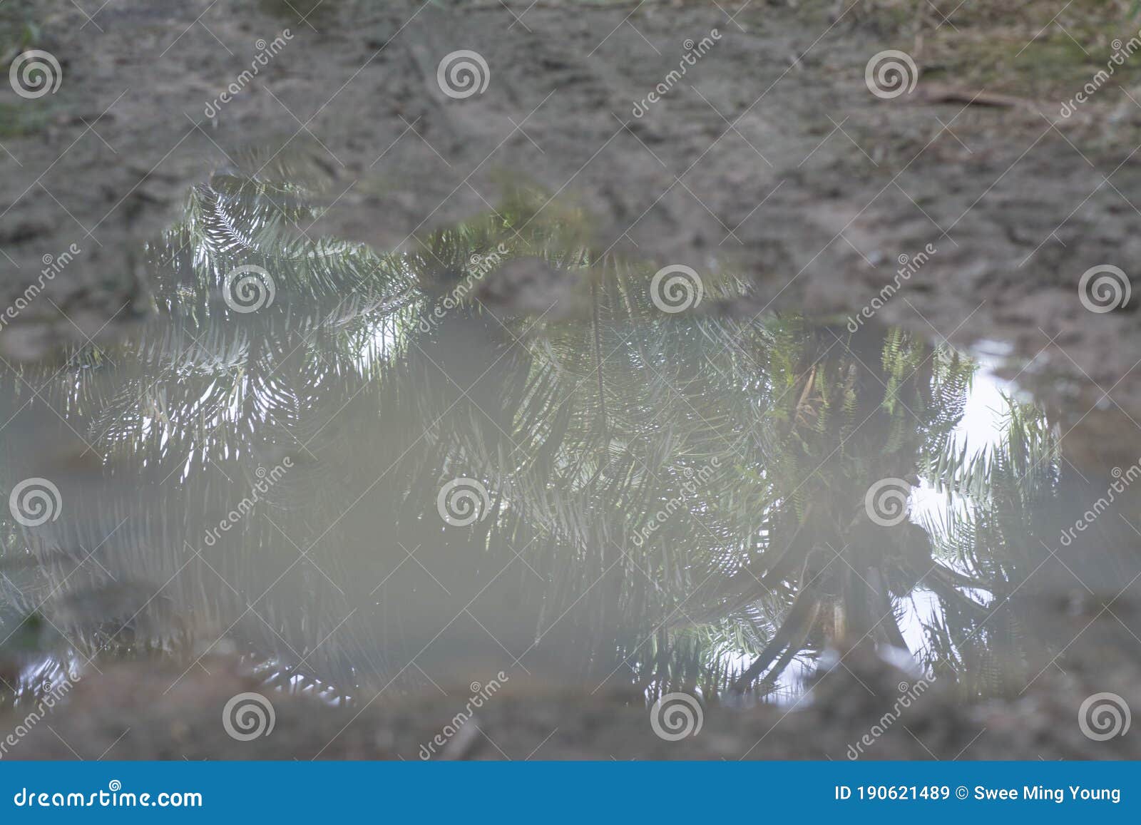 Close Shot of the Muddy Puddle Stock Image - Image of dirty, abstract ...